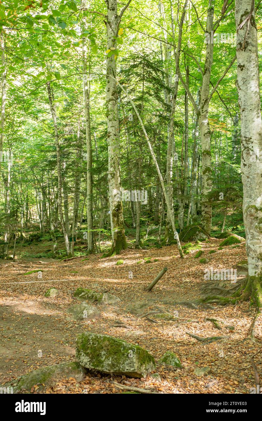 Forests in the Orlu National Wildlife Reserve, in Ariège, the Maison ...