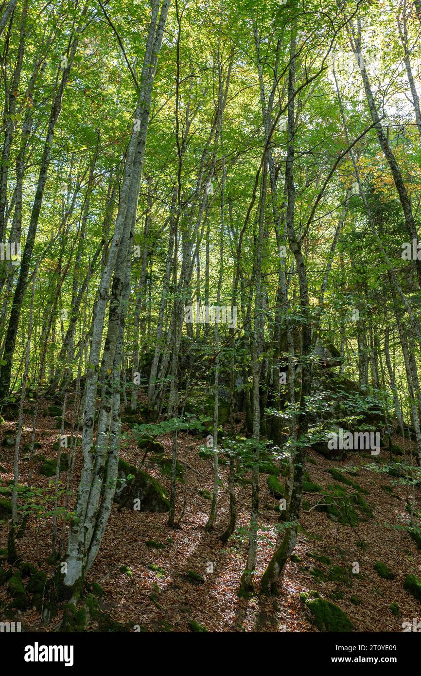 Forests in the Orlu National Wildlife Reserve, in Ariège, the Maison ...