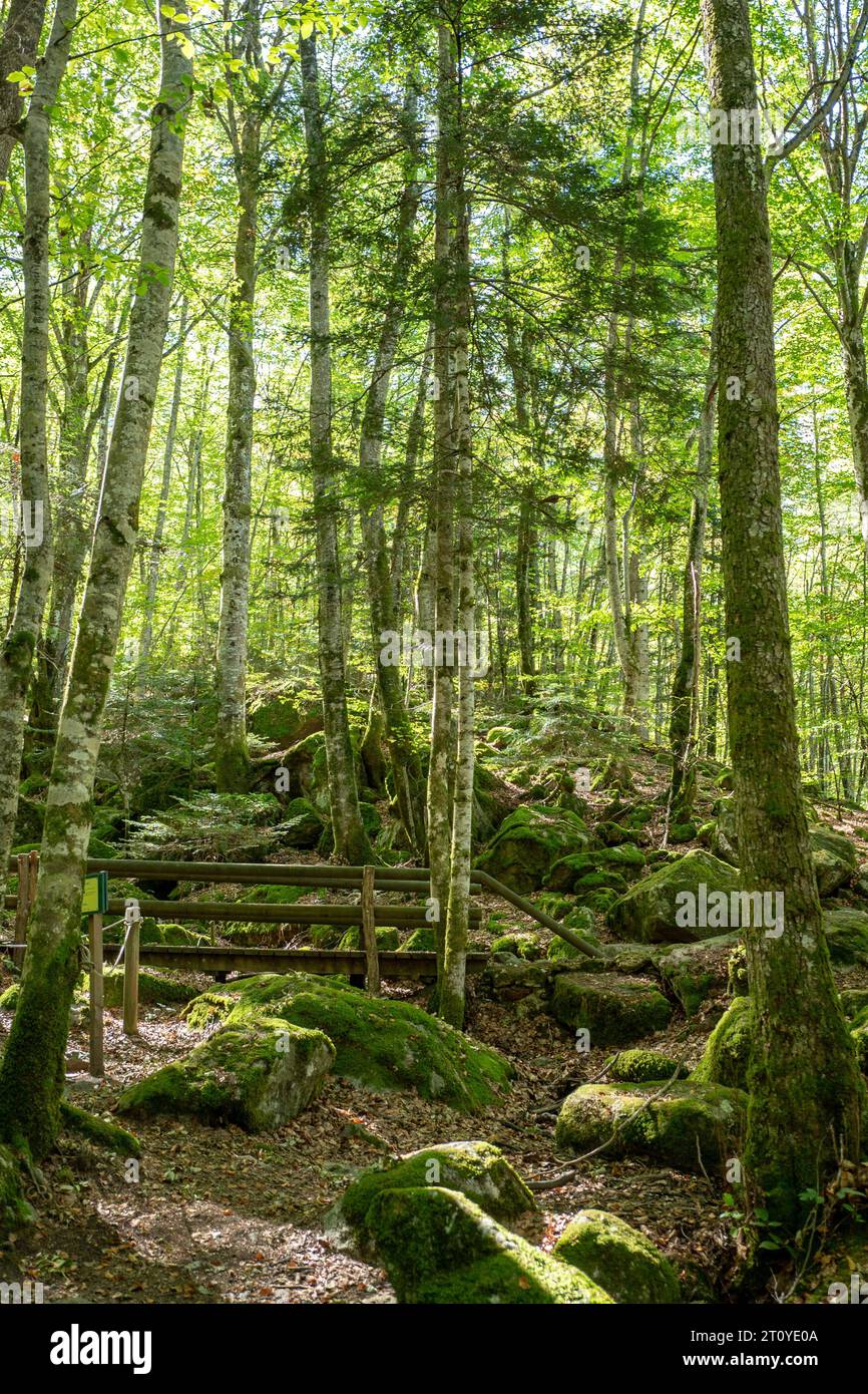 Forests in the Orlu National Wildlife Reserve, in Ariège, the Maison ...