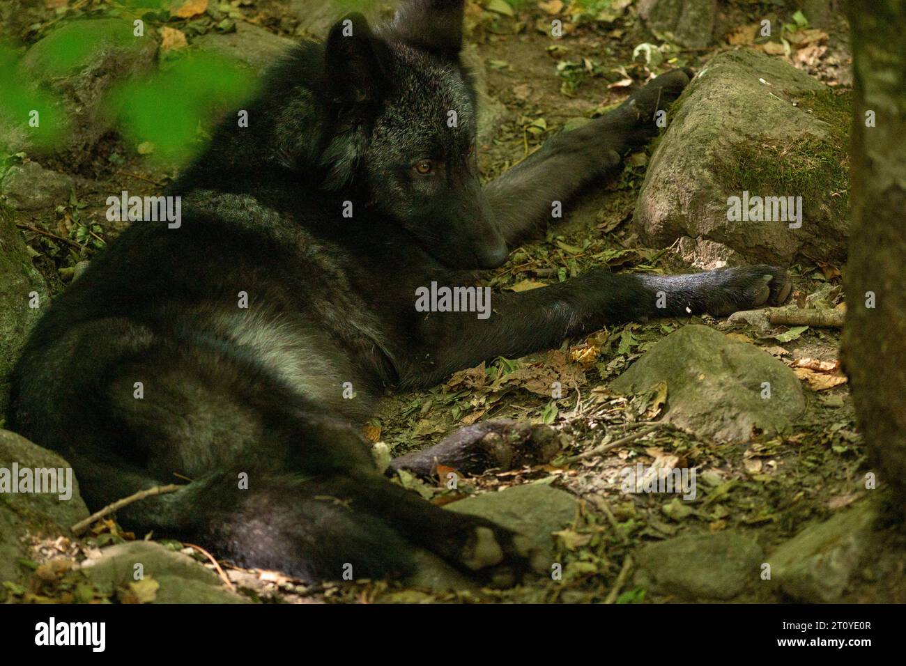 American Wolves in the Orlu National Wildlife Reserve, in Ariège, the ...