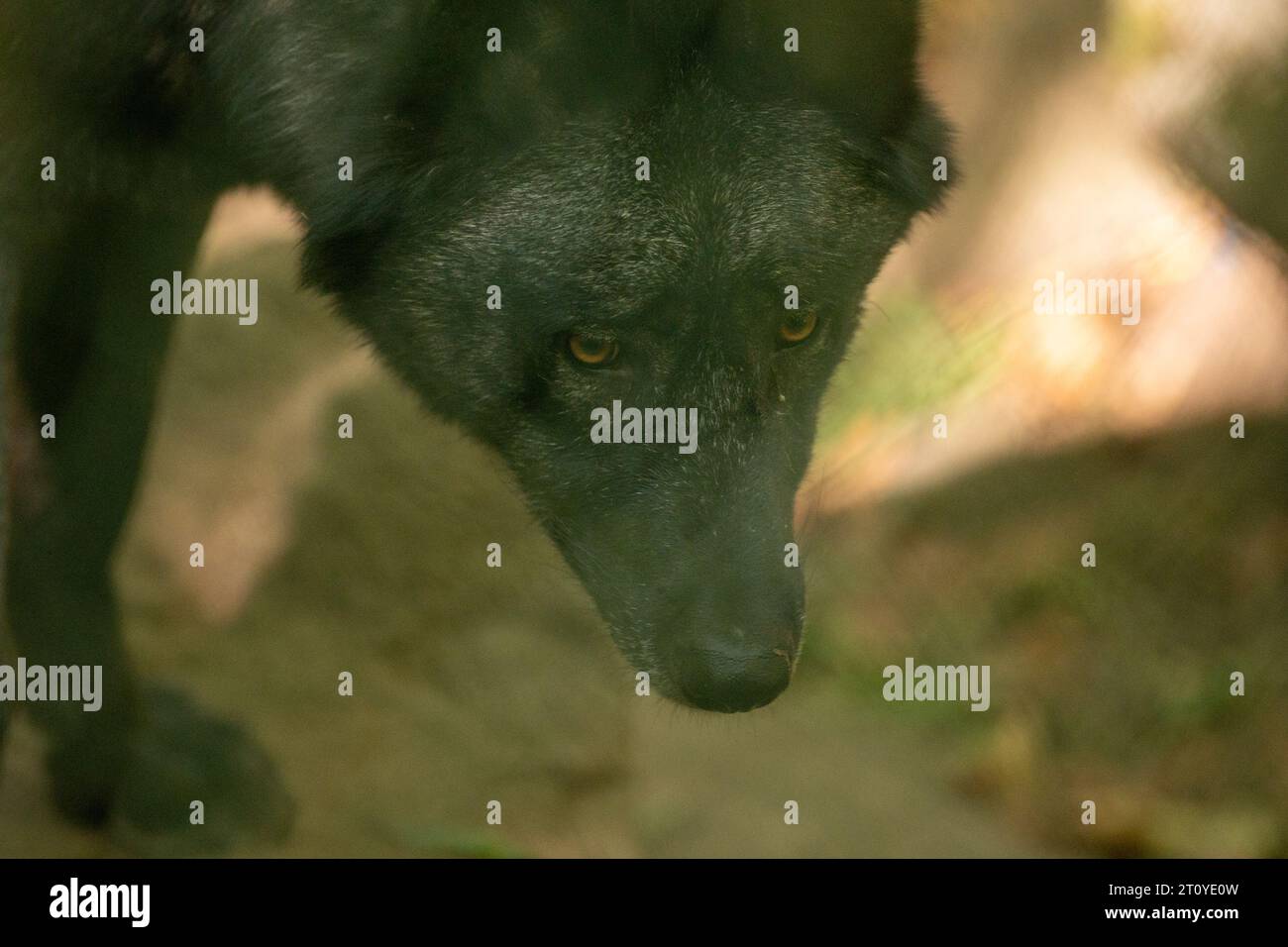 American Wolves in the Orlu National Wildlife Reserve, in Ariège, the ...
