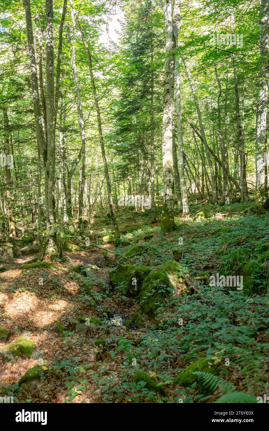Forests in the Orlu National Wildlife Reserve, in Ariège, the Maison ...