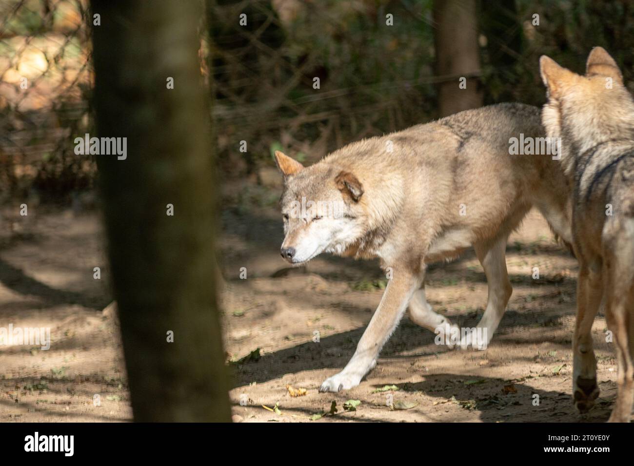 Polish wolves in the Orlu National Wildlife Reserve in Ariège, the ...