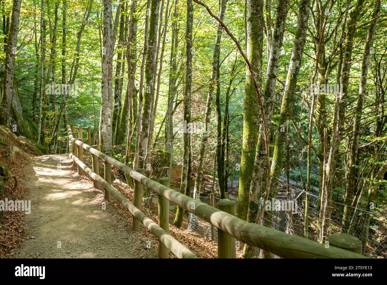 Forests in the Orlu National Wildlife Reserve, in Ariège, the Maison ...