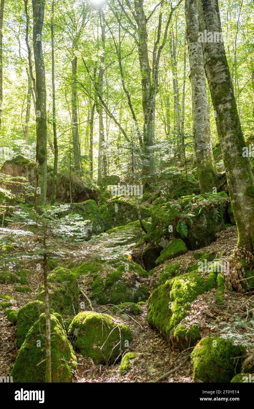 Forests in the Orlu National Wildlife Reserve, in Ariège, the Maison ...