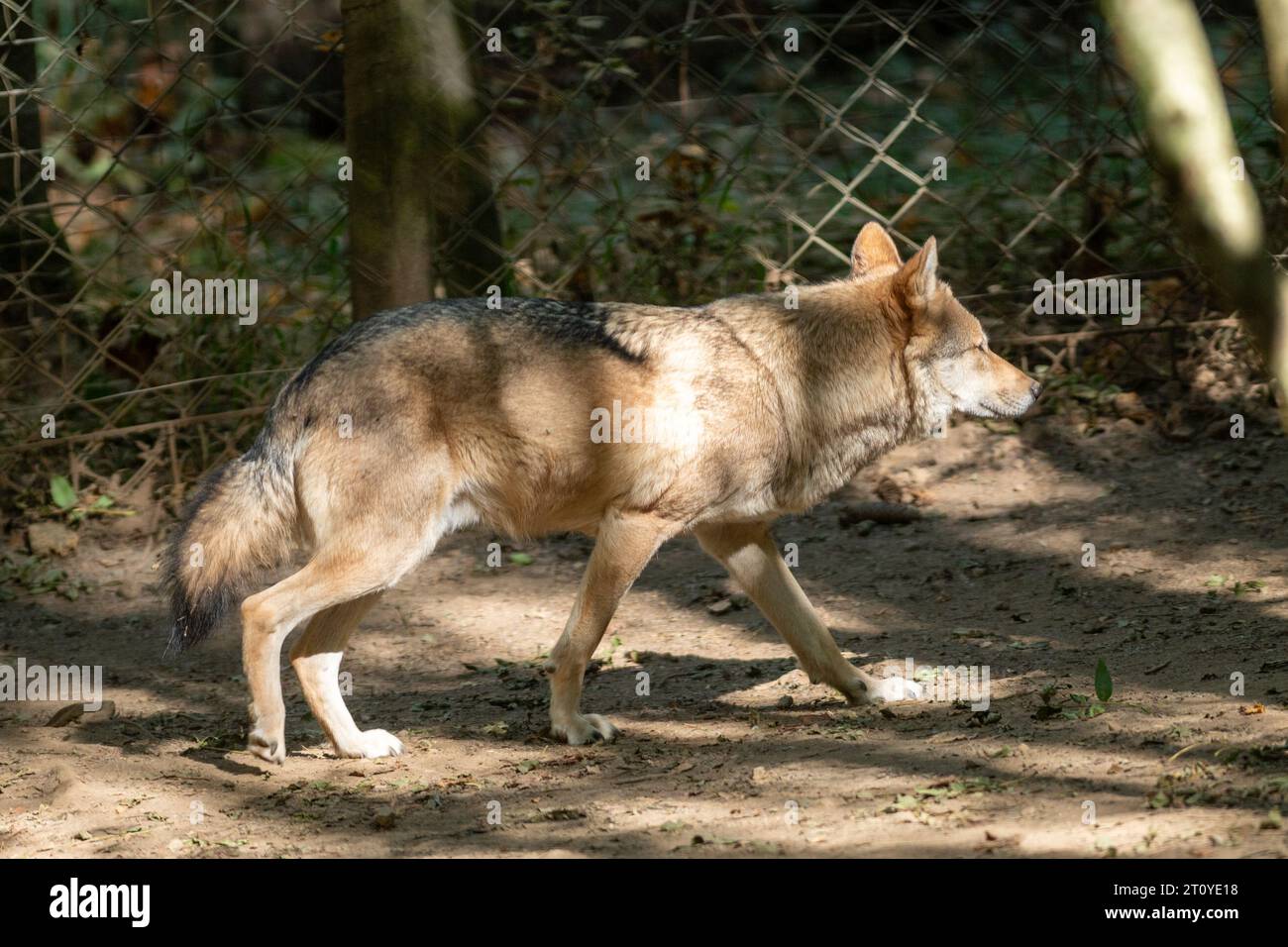 Polish wolves in the Orlu National Wildlife Reserve in Ariège, the ...