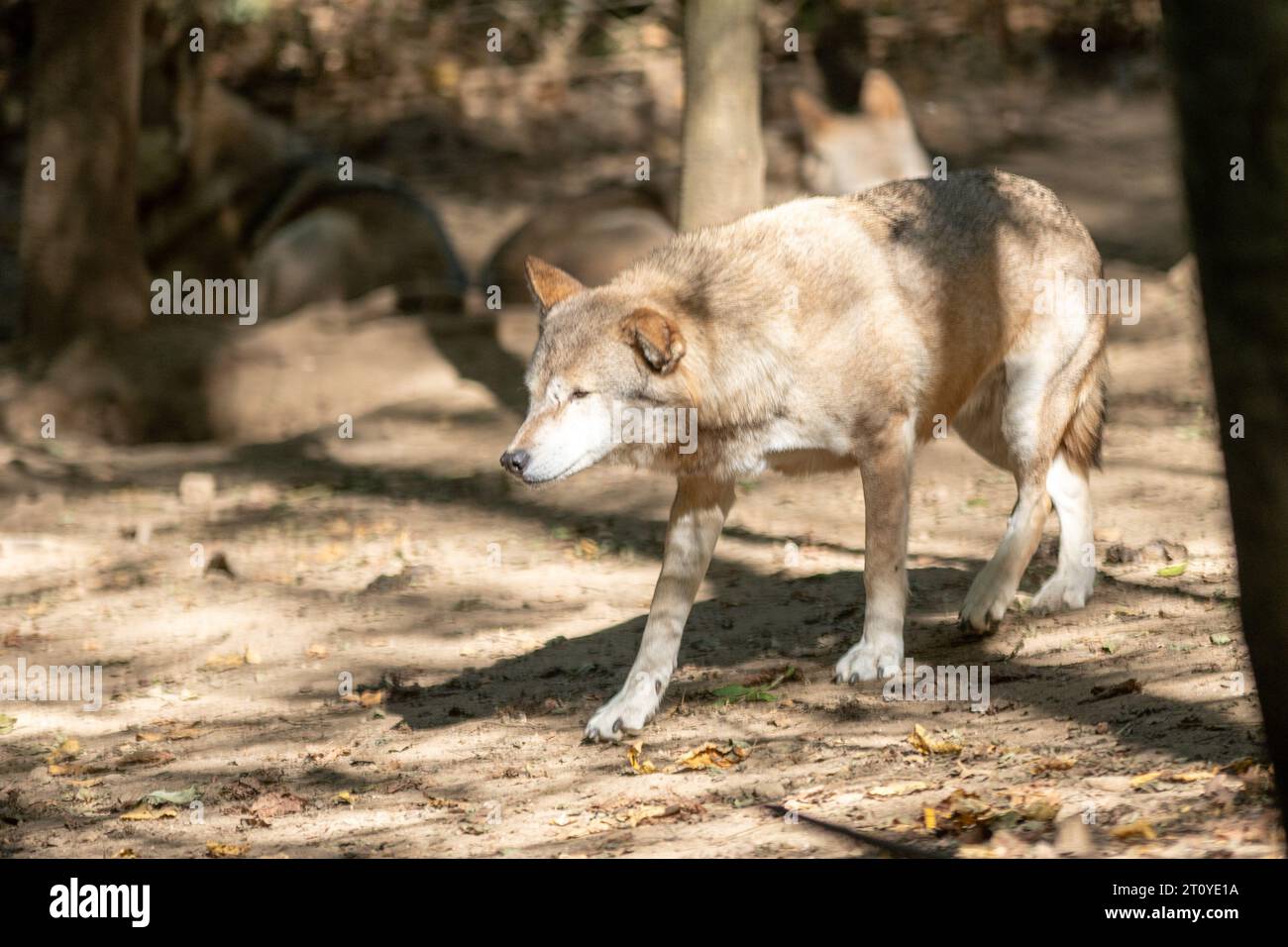 Polish wolves in the Orlu National Wildlife Reserve in Ariège, the ...