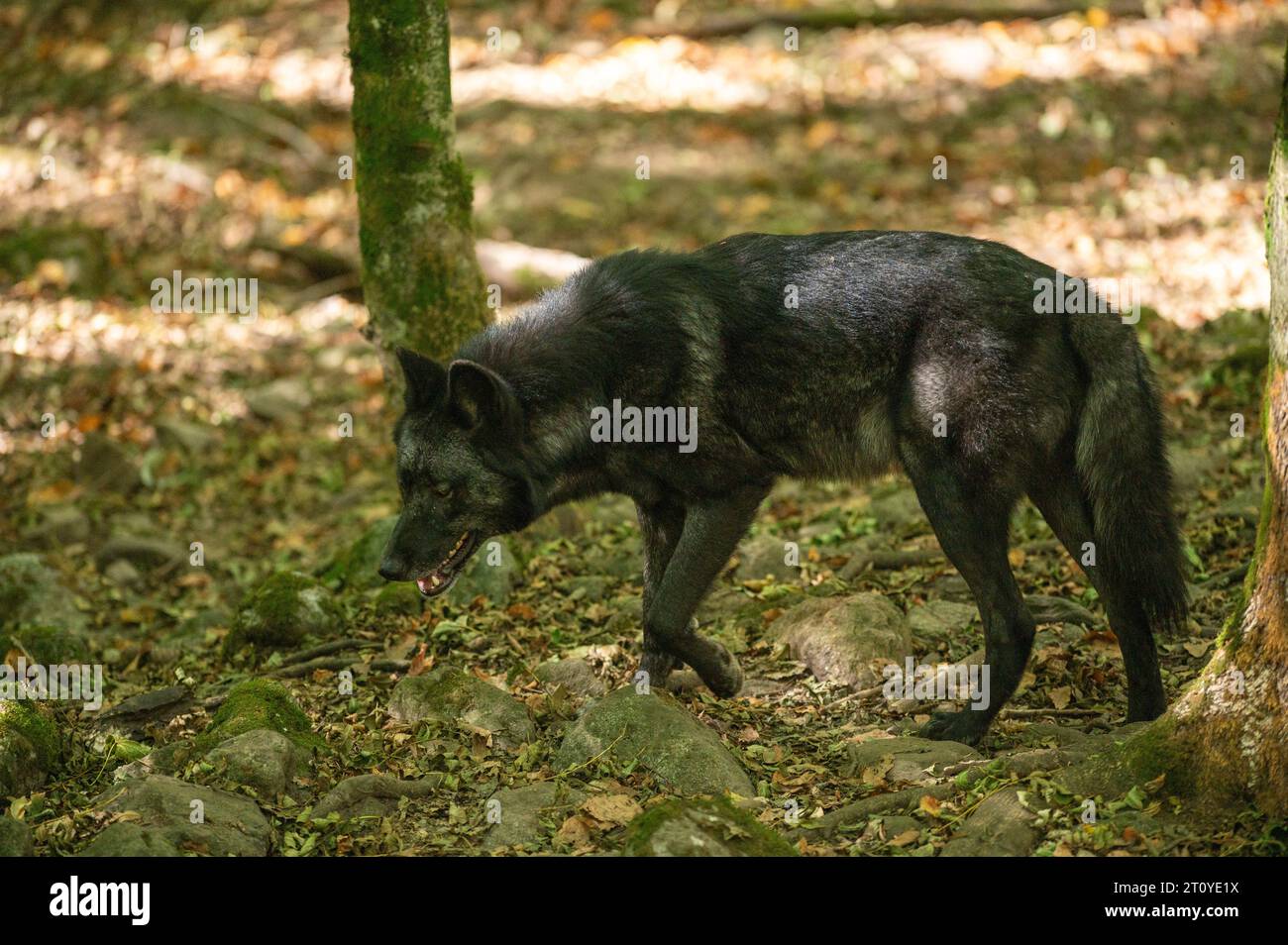 American Wolves in the Orlu National Wildlife Reserve, in Ariège, the ...