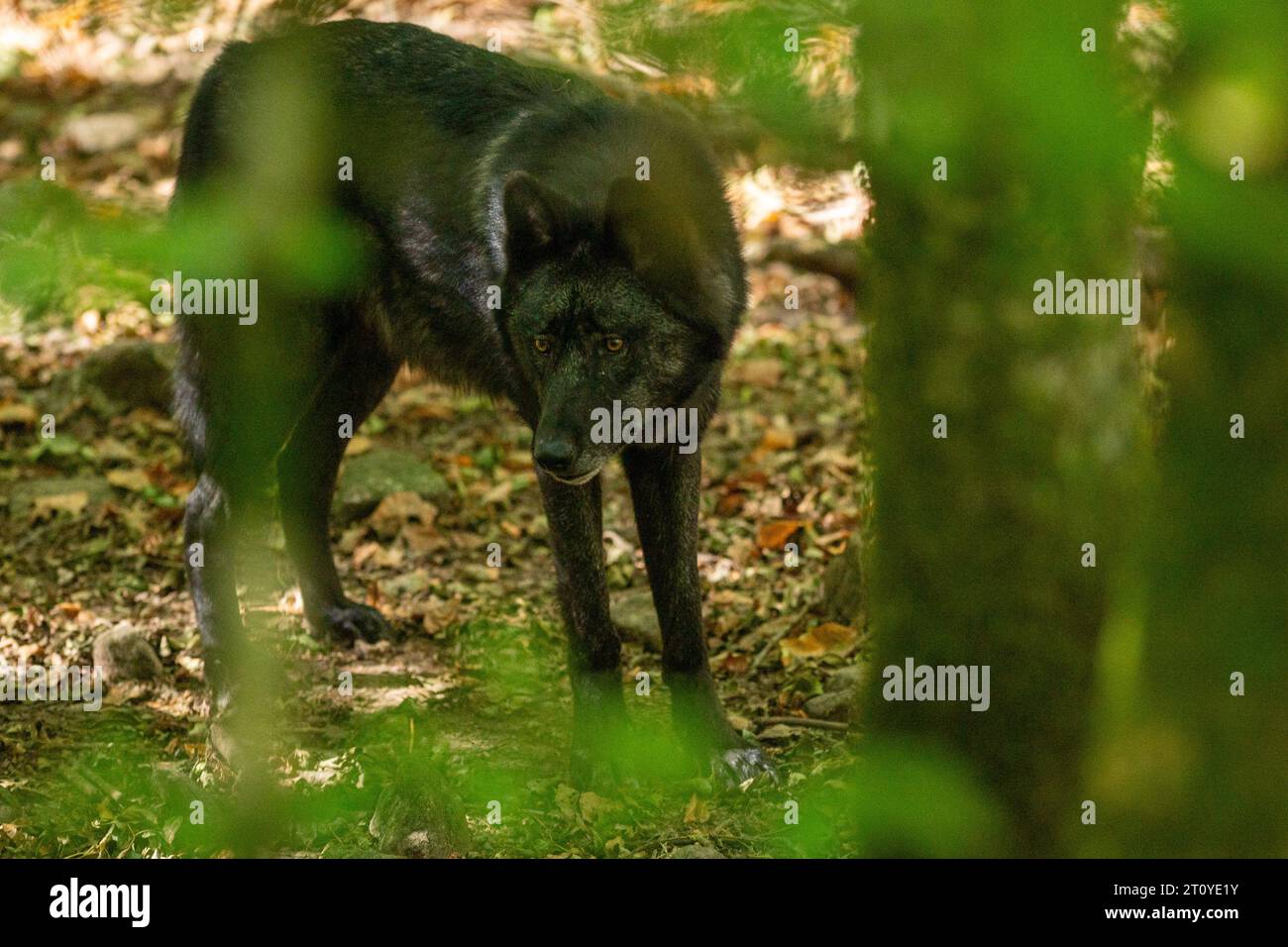 American Wolves in the Orlu National Wildlife Reserve, in Ariège, the ...