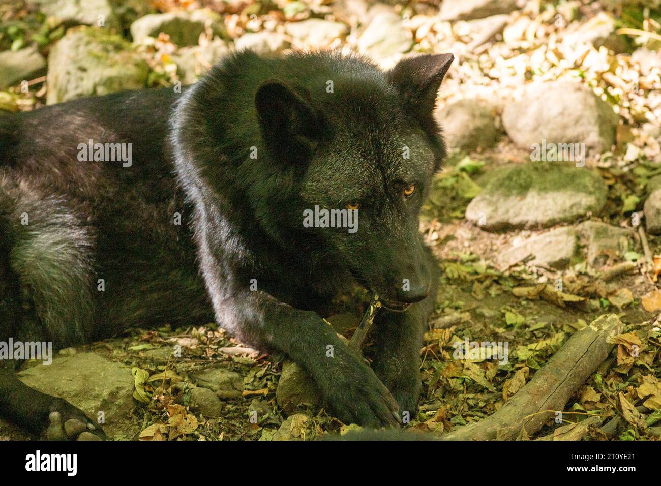American Wolves in the Orlu National Wildlife Reserve, in Ariège, the ...