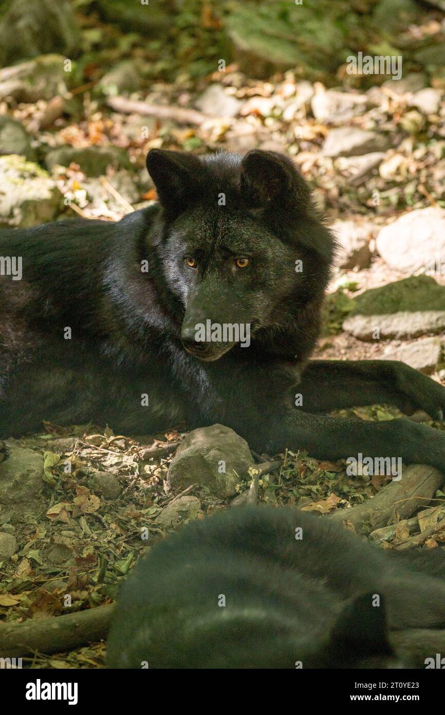 American Wolves in the Orlu National Wildlife Reserve, in Ariège, the ...