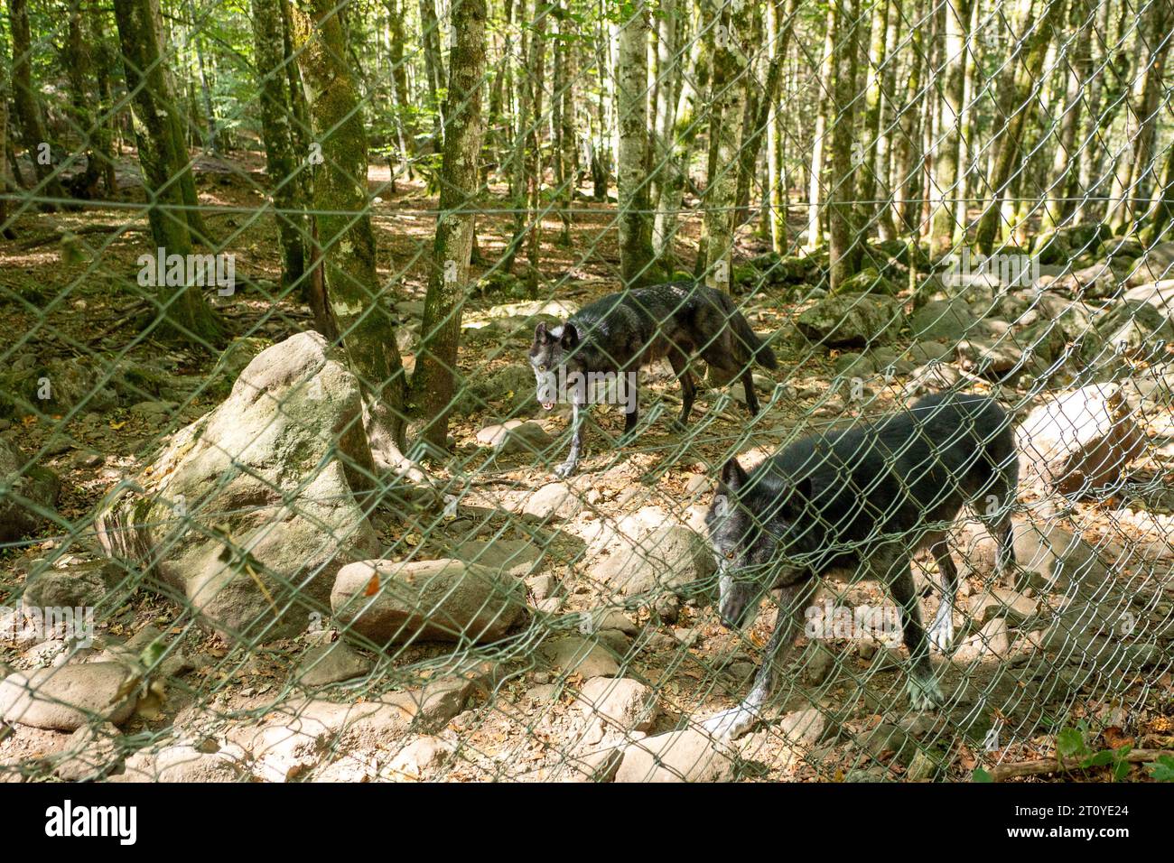 American Wolves in the Orlu National Wildlife Reserve, in Ariège, the ...