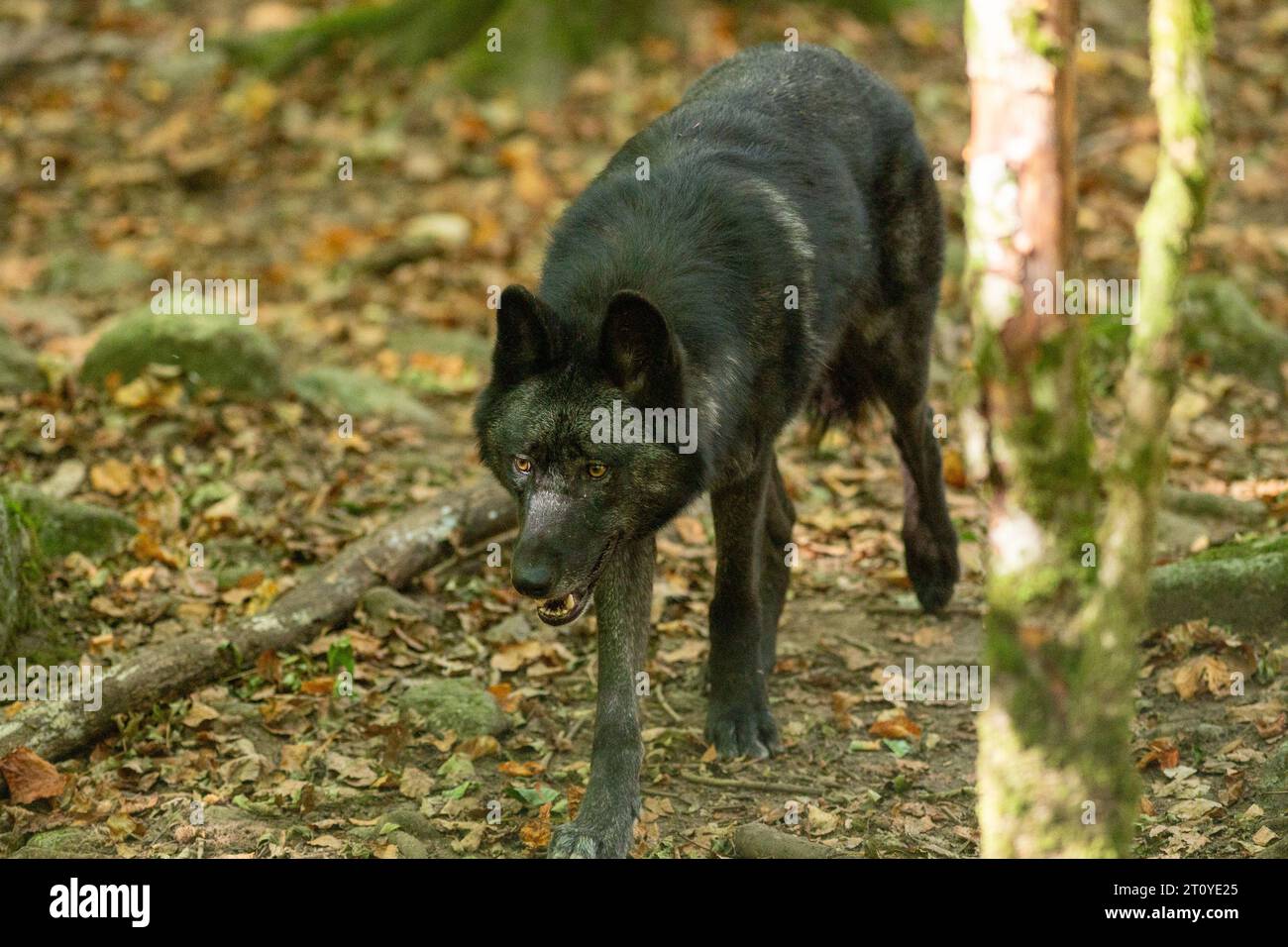 American Wolves in the Orlu National Wildlife Reserve, in Ariège, the ...