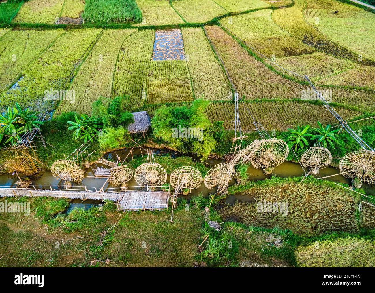 Ripen paddy fields hi-res stock photography and images - Alamy