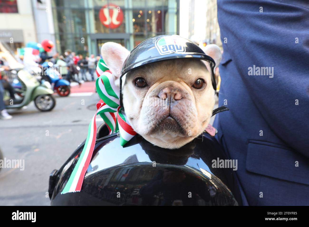 A bulldog sits on the back of a vespa while riding up 5th Avenue during ...