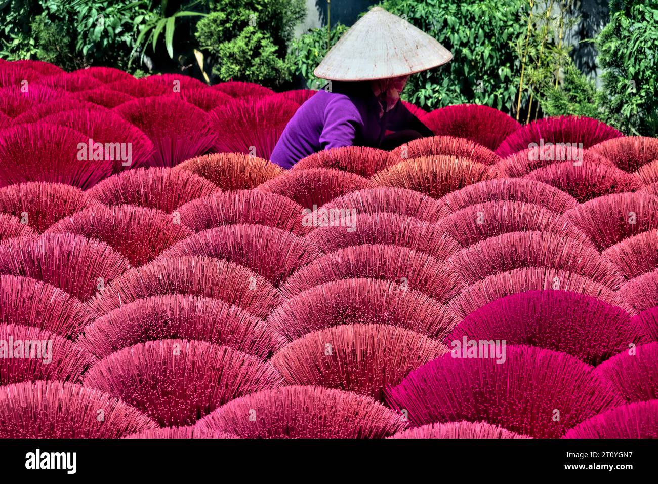 Worker drying incense in the Quang Phu Cau incense village, Hanoi ...