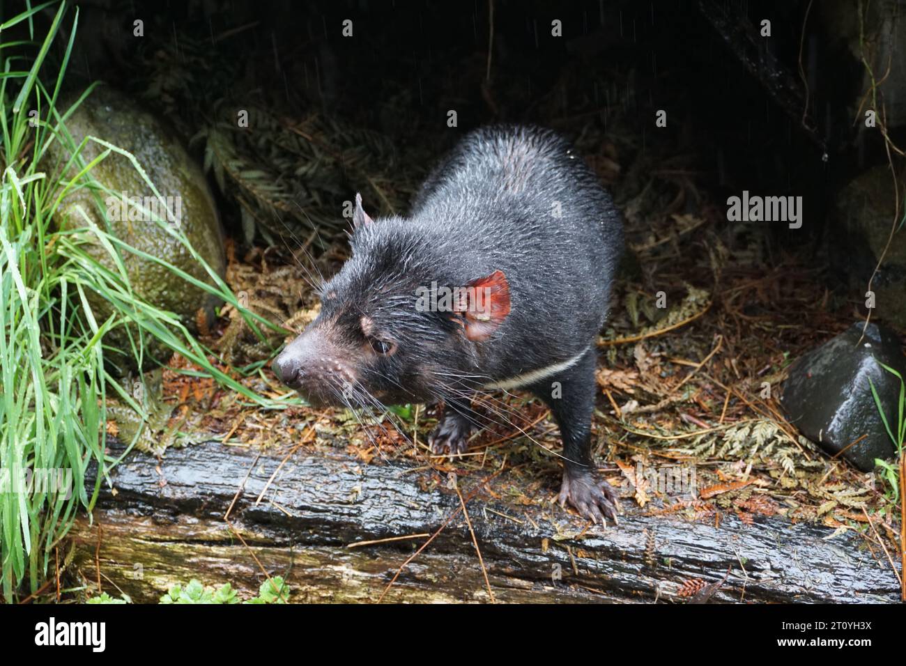 Tasmanian devil in tasmania australia hi-res stock photography and images - Alamy