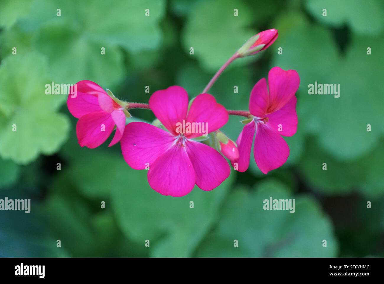 The beautiful and vibrant pink color of Zonal Geranium 'Persian Queen ...