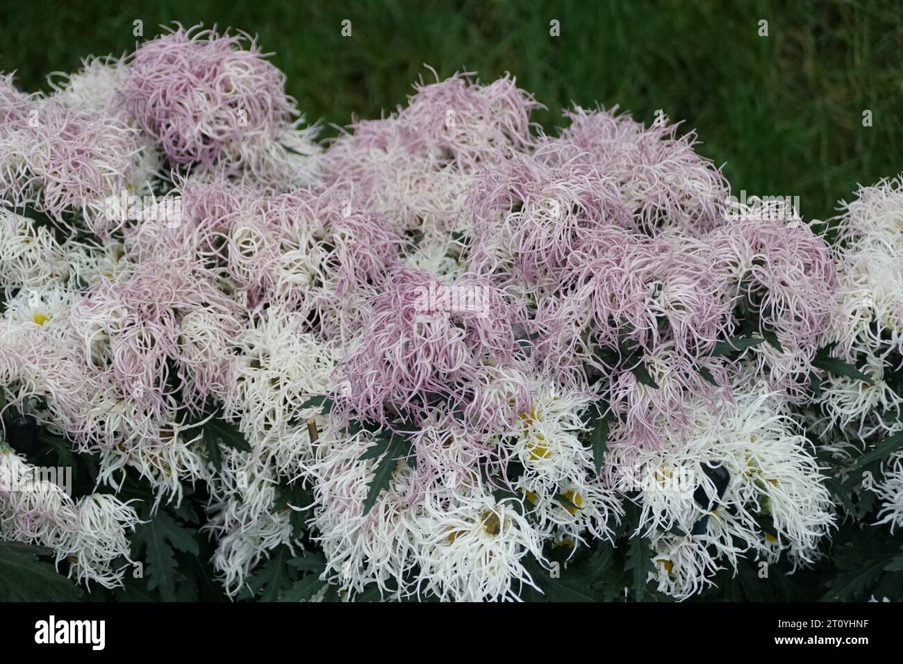 Close up of the whte and light purple color of Brush and Thistle mum ...