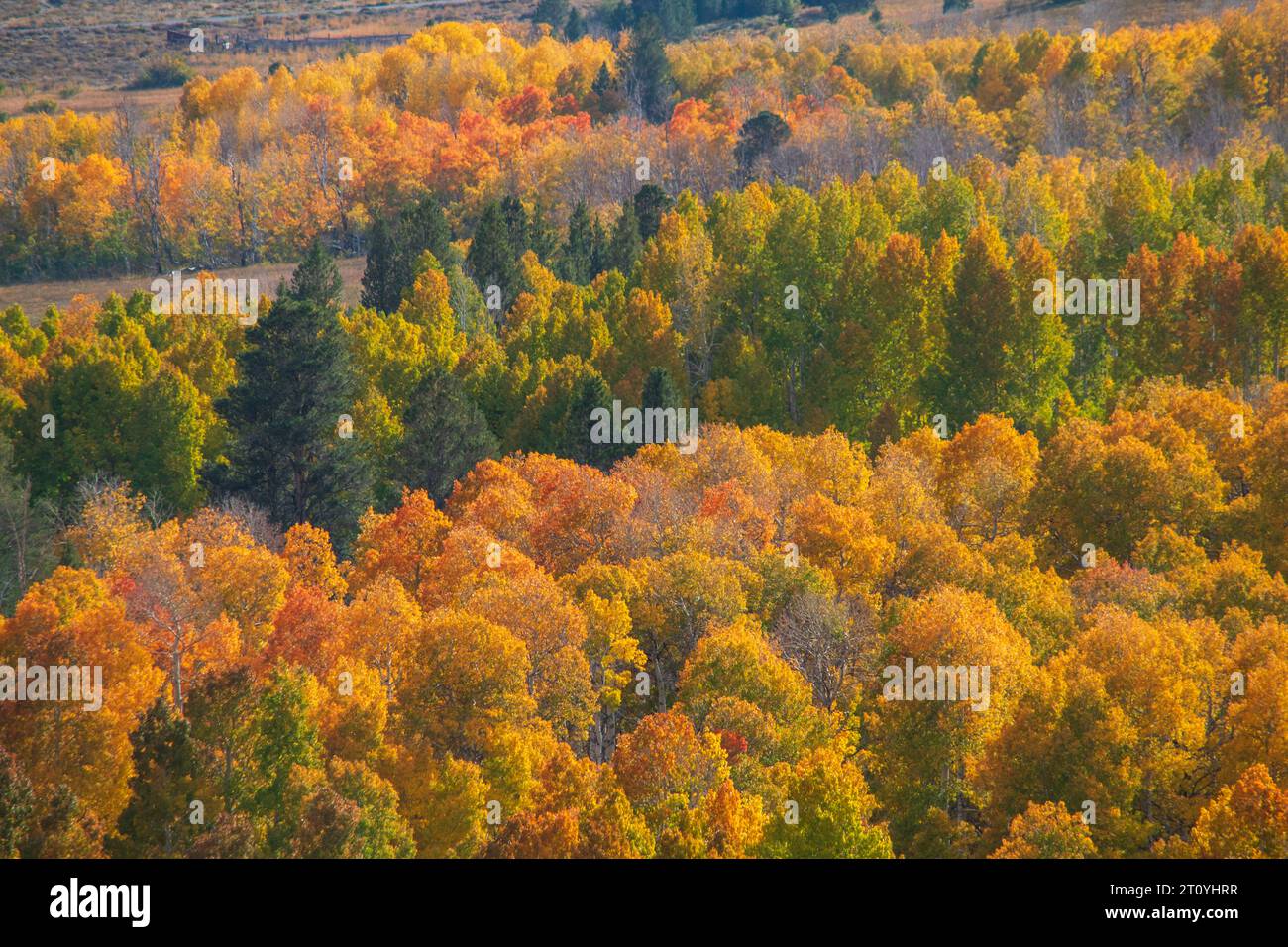 The fall color on Conway Summit along U.S. 395 in Mono County is so ...