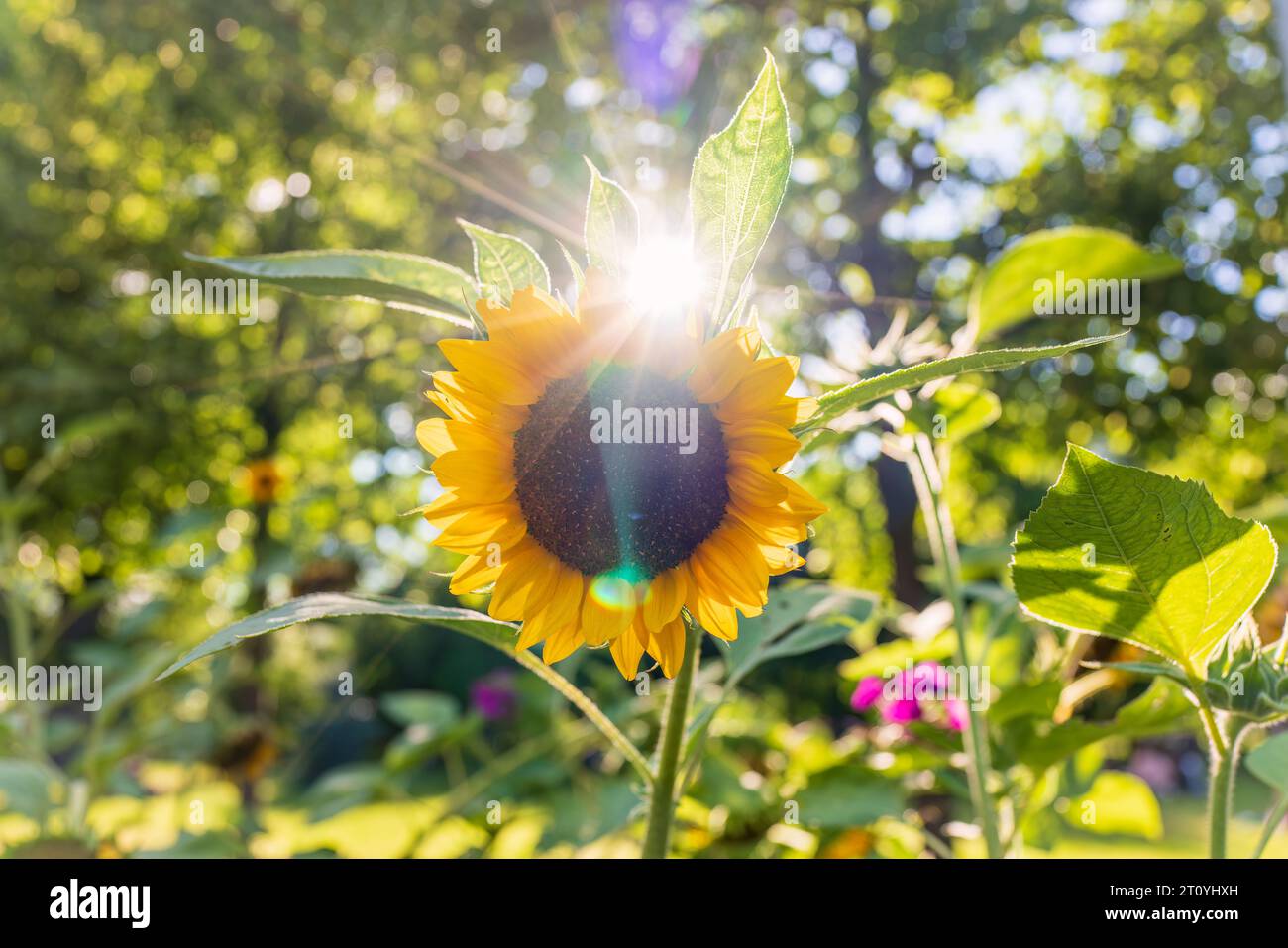 Setting sun over field of blooming sunflowers. Bright photo of ...