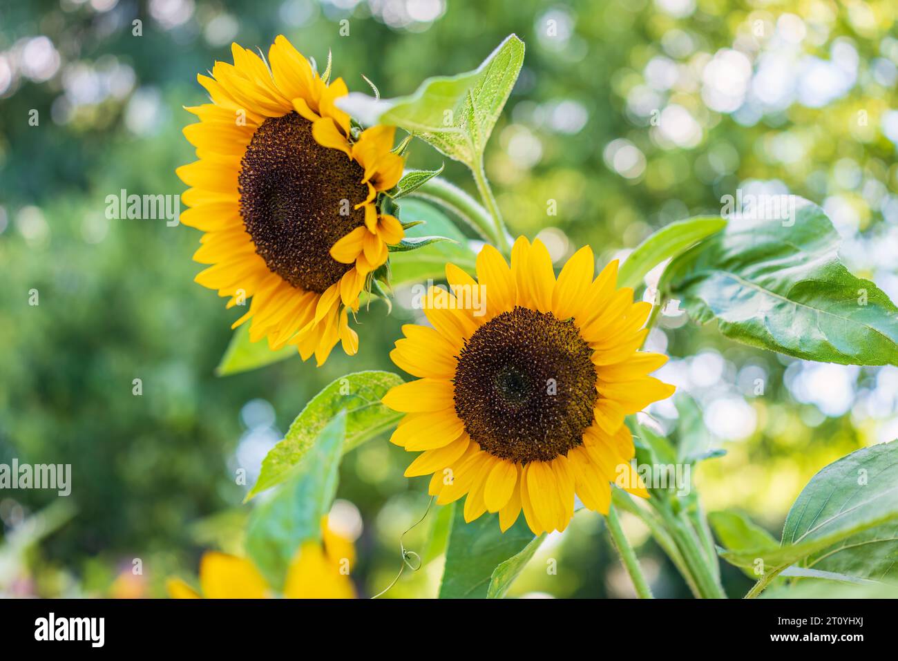 Setting sun over field of blooming sunflowers. Bright photo of ...