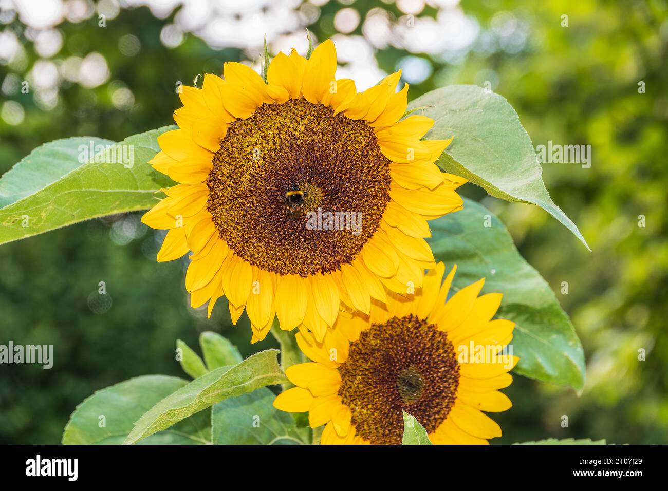 Close-up on the head of sunflower blooming, textures of stamens ...