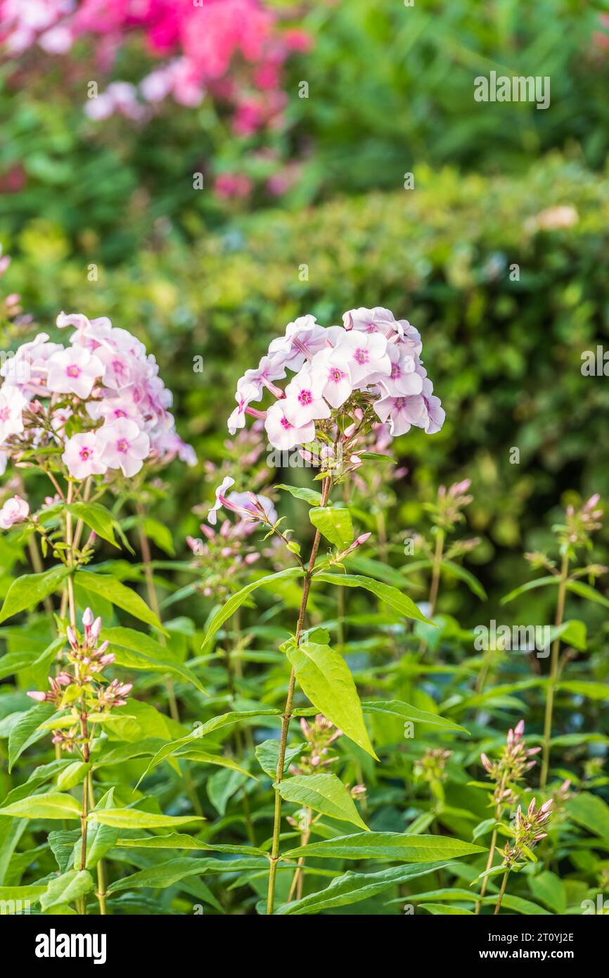 Pink phlox flowers. Phlox paniculata. Flowering herbaceous plants ...