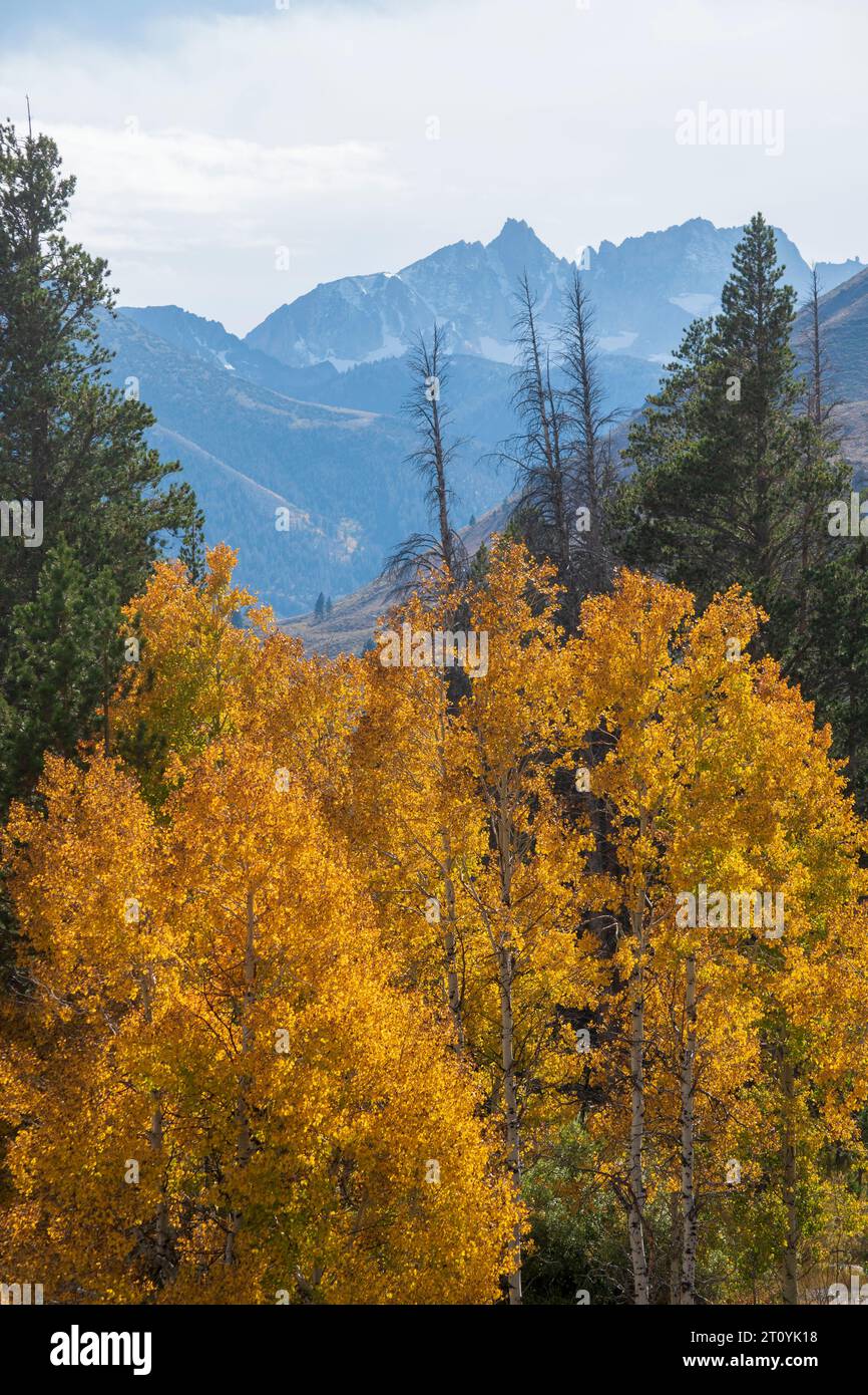 Fall color in the Eastern Sierra, like this at Twin Lakes near ...