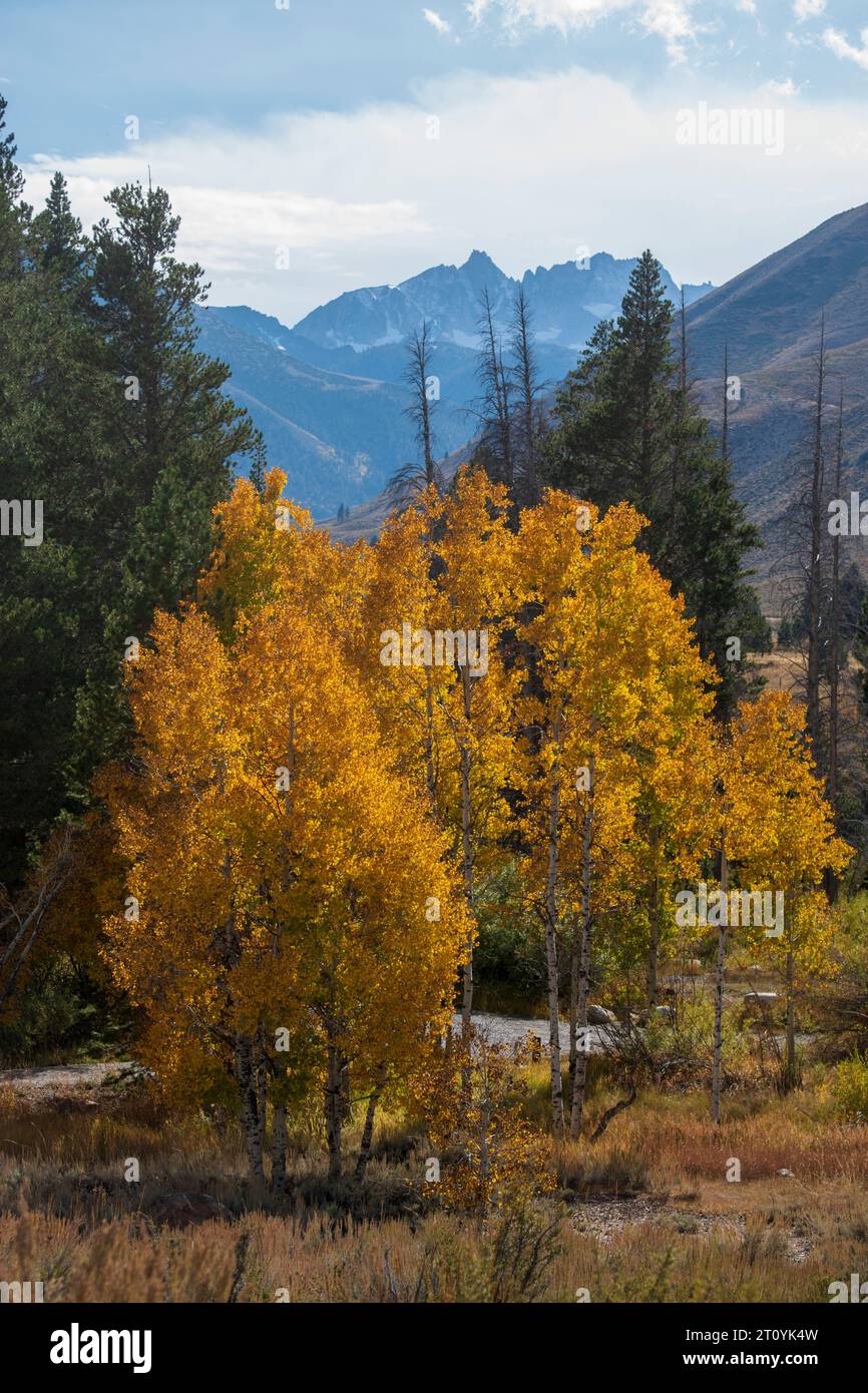 Fall color in the Eastern Sierra, like this at Twin Lakes near ...