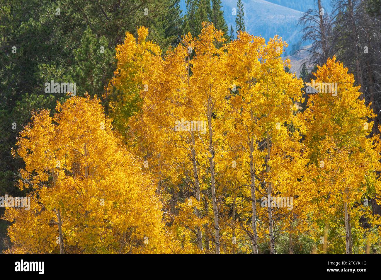 Fall color in the Eastern Sierra, like this at Twin Lakes near ...