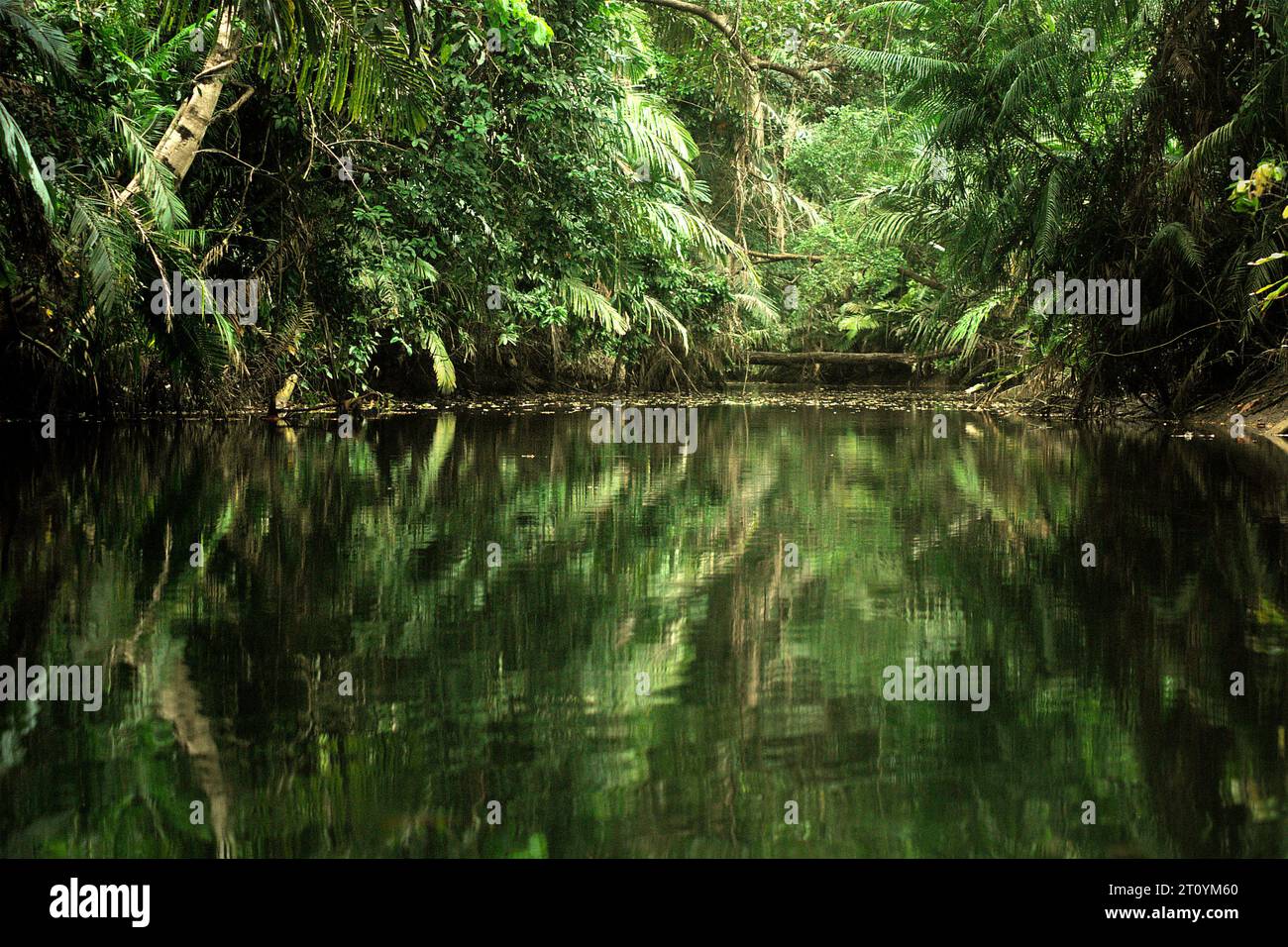 Reflection of tropical river ecosystem on water surface, a view of ...