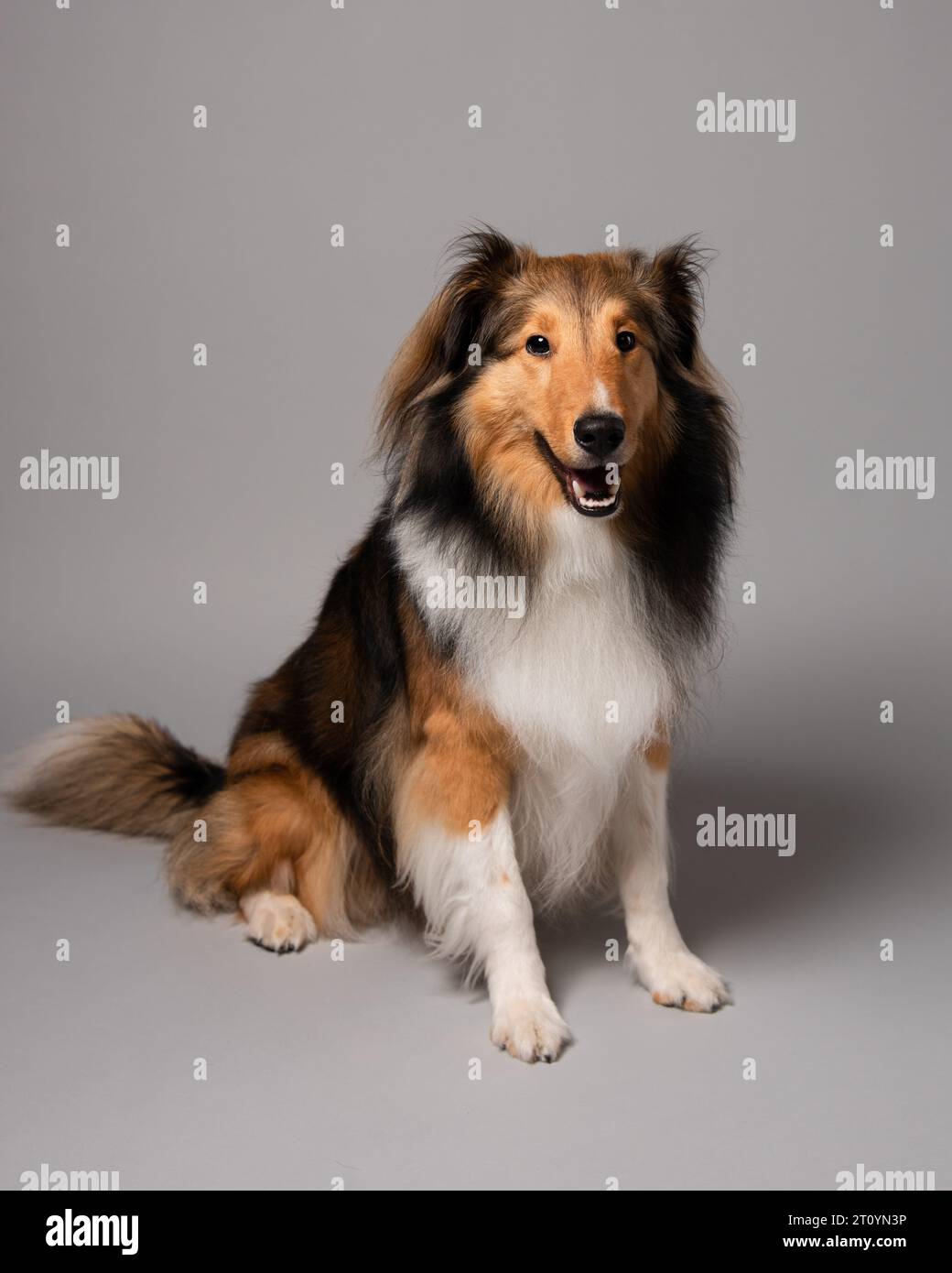 Portrait young shetland sheepdog hi-res stock photography and images ...