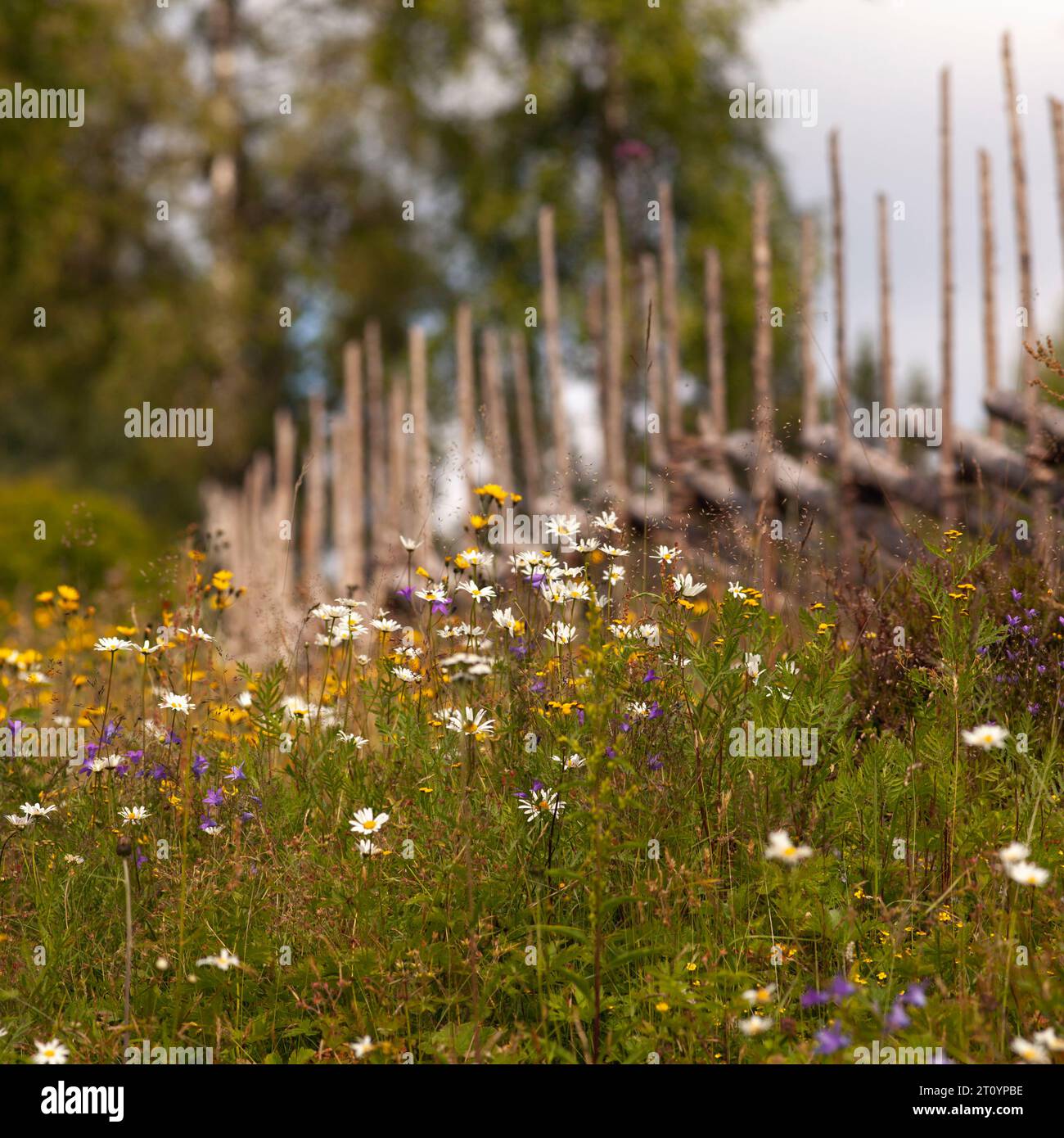 A country road to an old homestead in the rural countryside. Flowerful ...