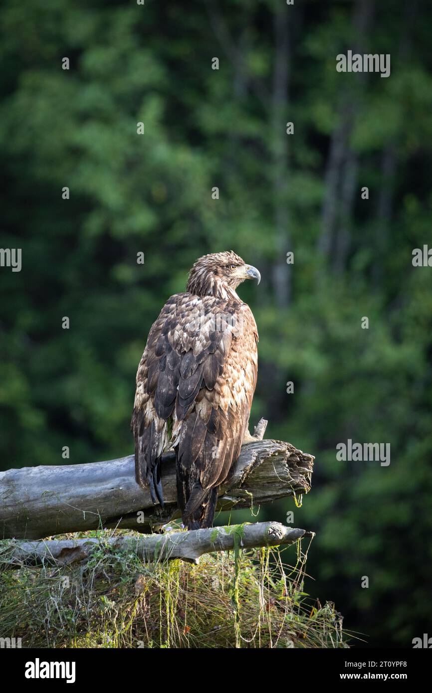 Juvenile bald eagle perched on a log with trees in the background ...