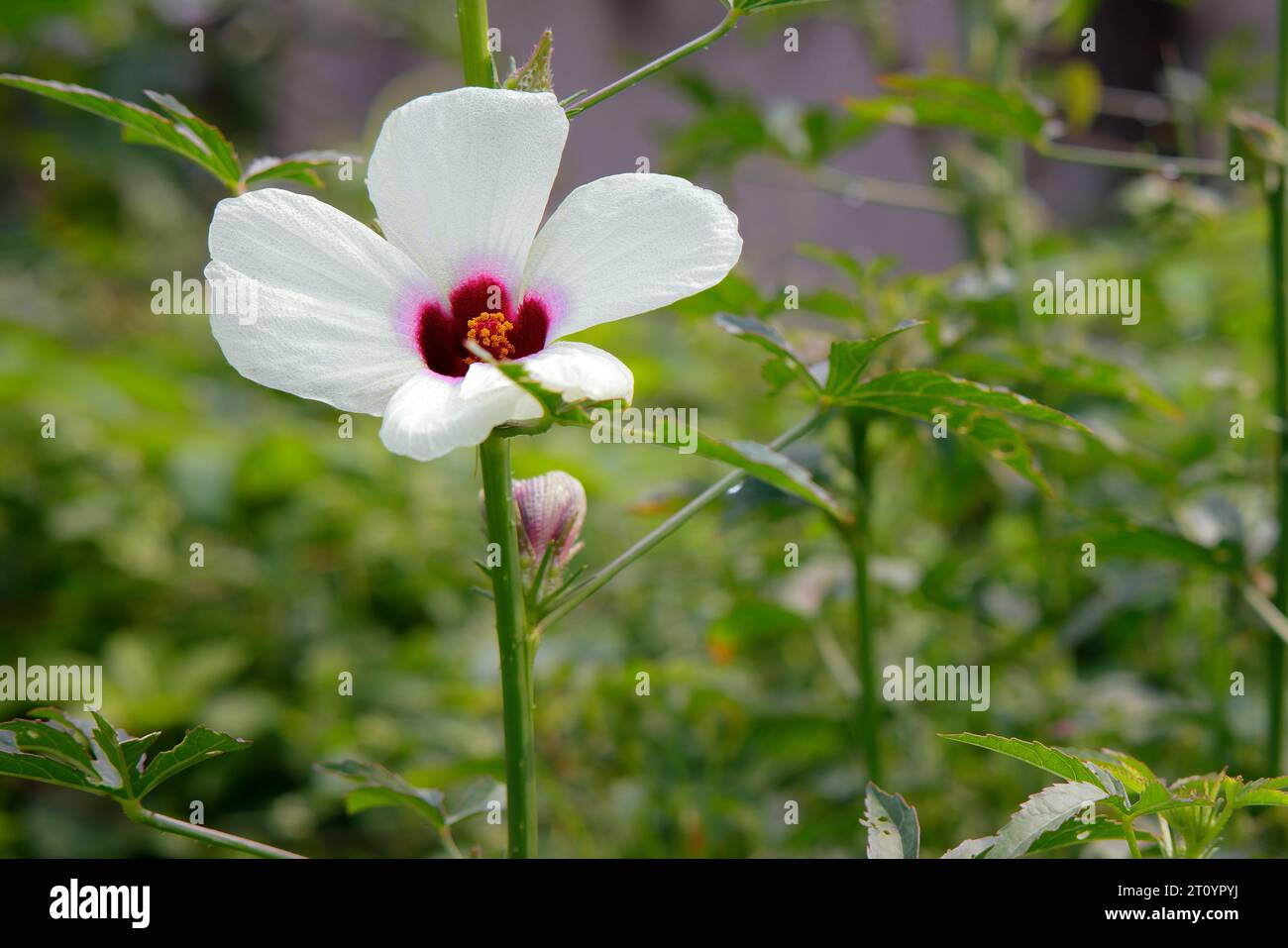 Flower of an Hour, Hibiscus family flower, Wild flower, a close up ...