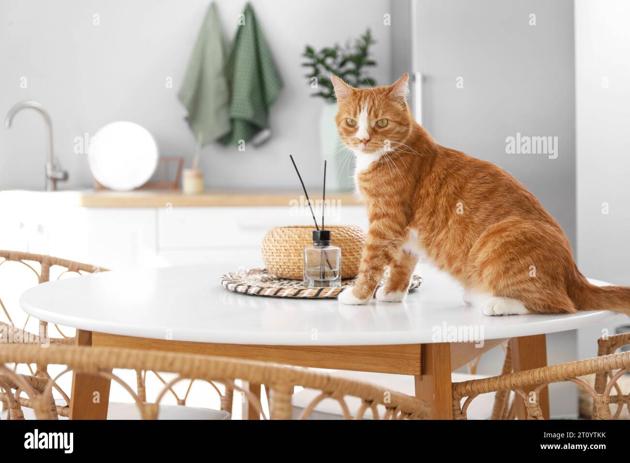 Cute red cat on dining table in kitchen Stock Photo - Alamy