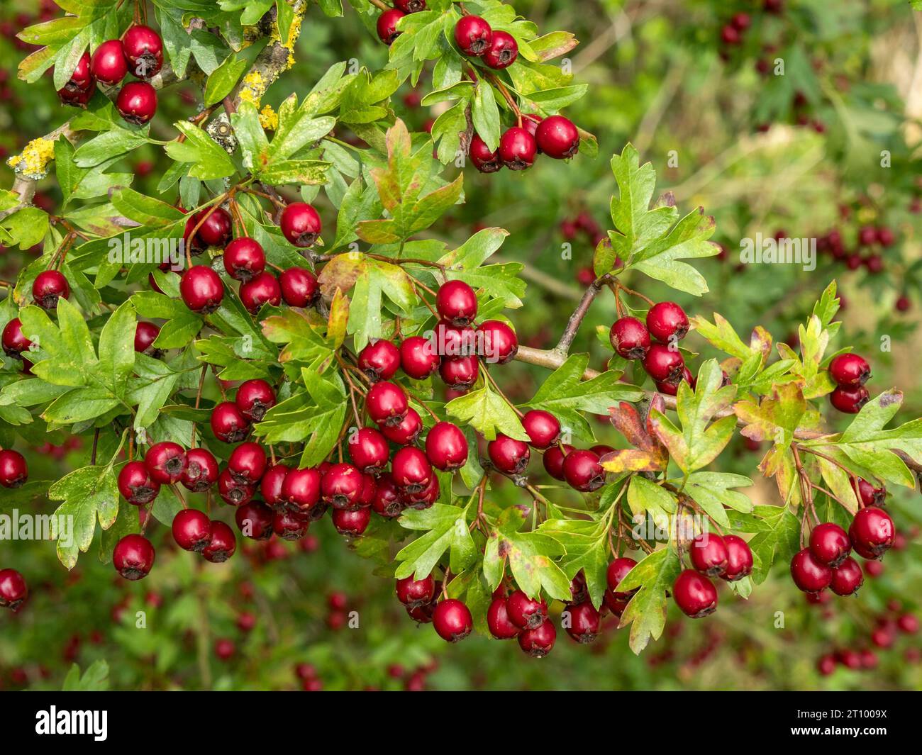 Bright red / crimson hawthorn berries growing on common hawthorn bush ...