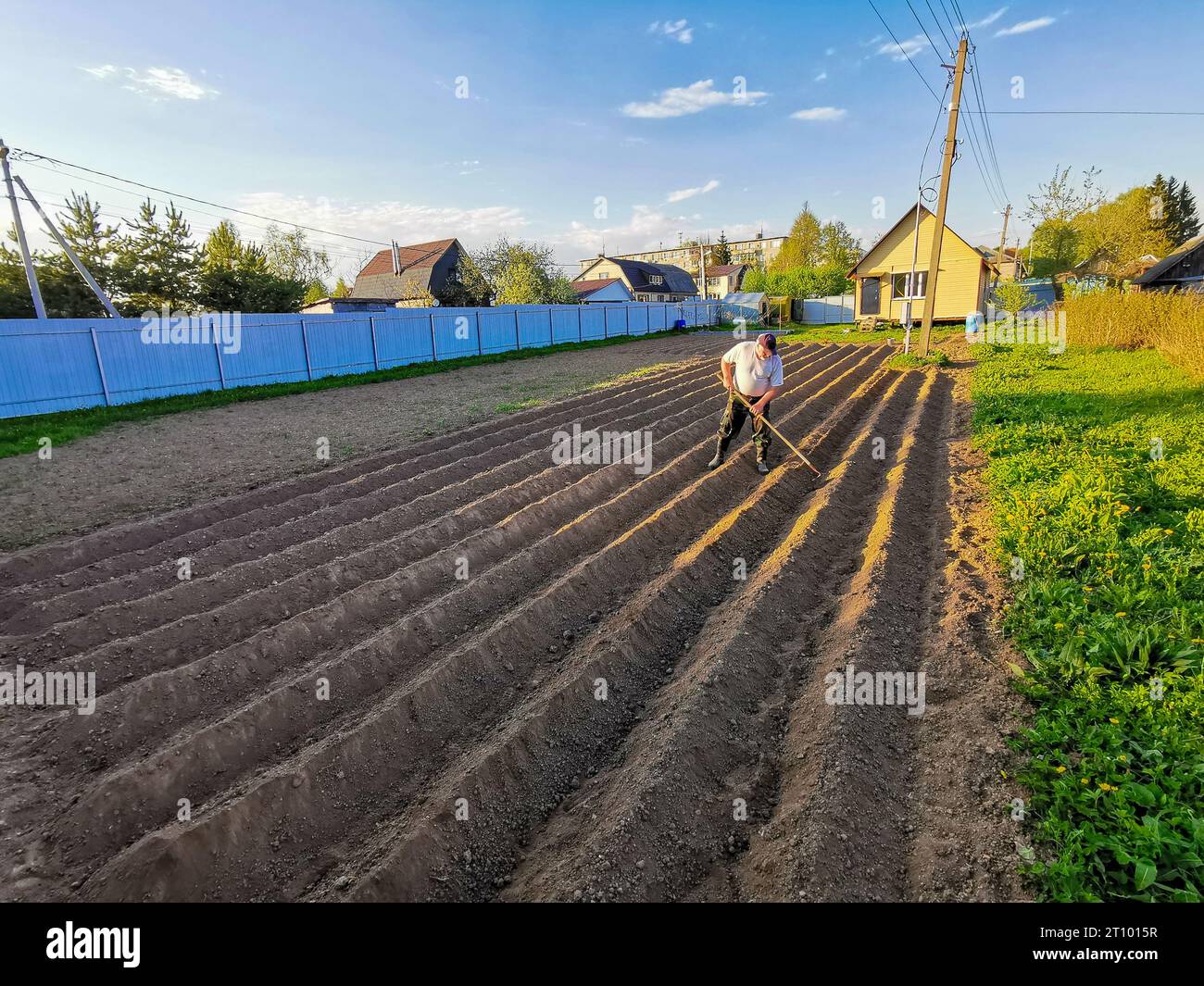A male farmer with a hoe prepares the land for planting potatoes Stock ...