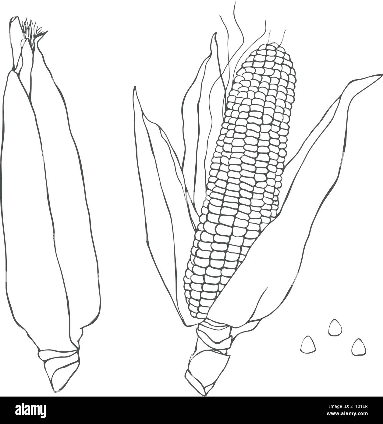 Corn hand drawn vector illustration set. Isolated Vegetable engraved ...
