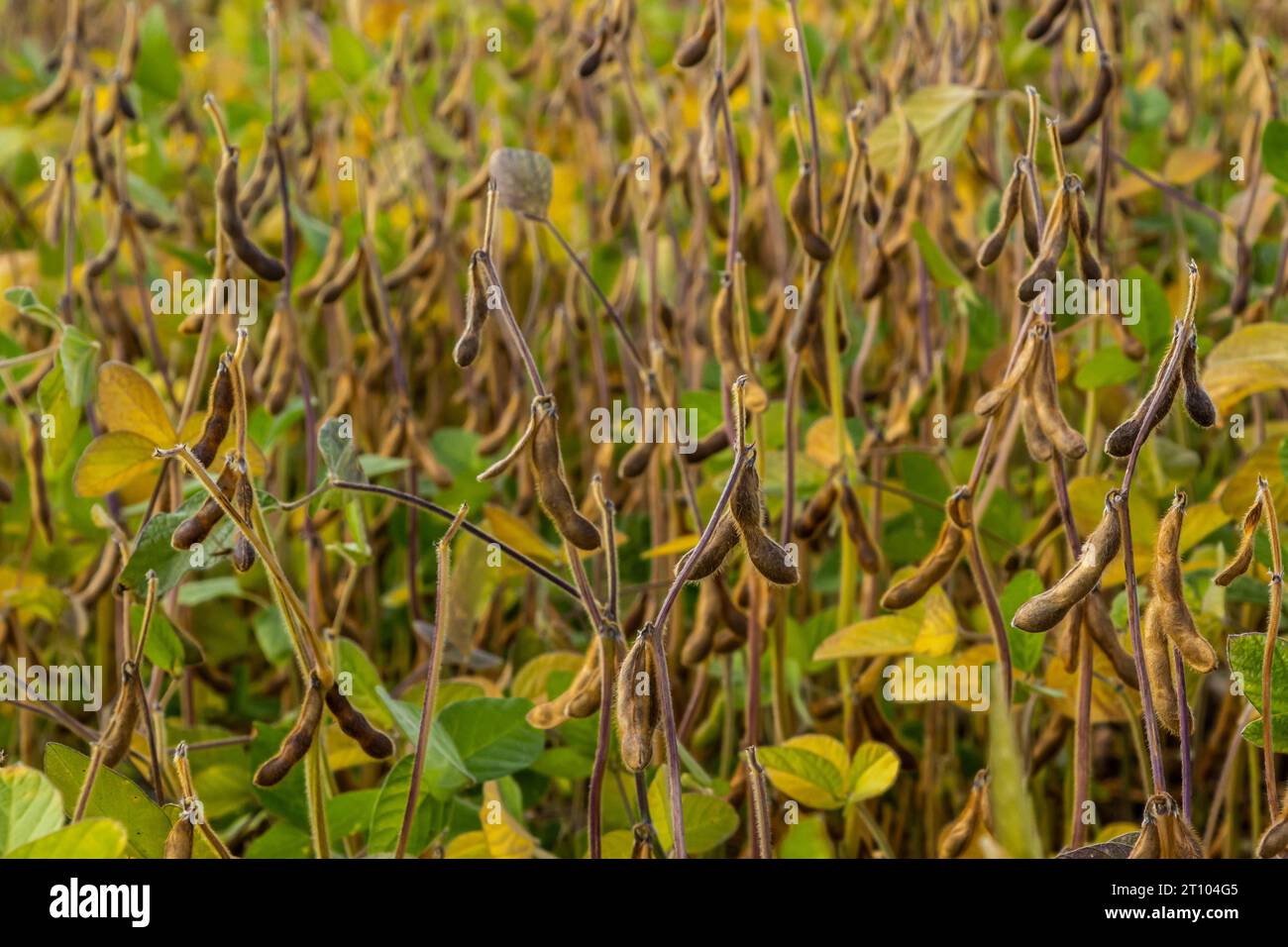 Soybeans pod macro. Harvest of soy beans - agriculture legumes plant ...