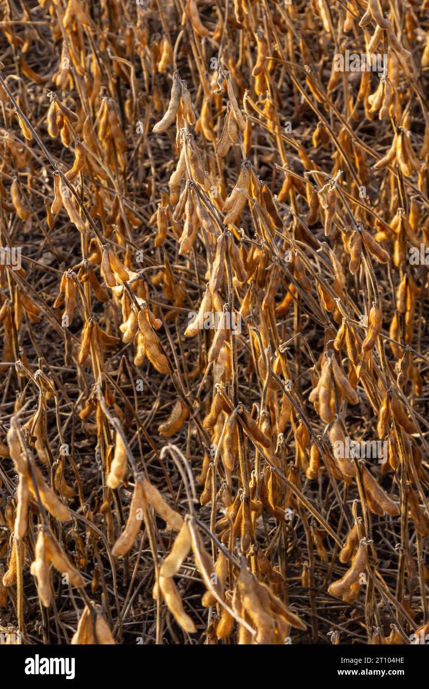 Soybeans pod macro. Harvest of soy beans - agriculture legumes plant ...