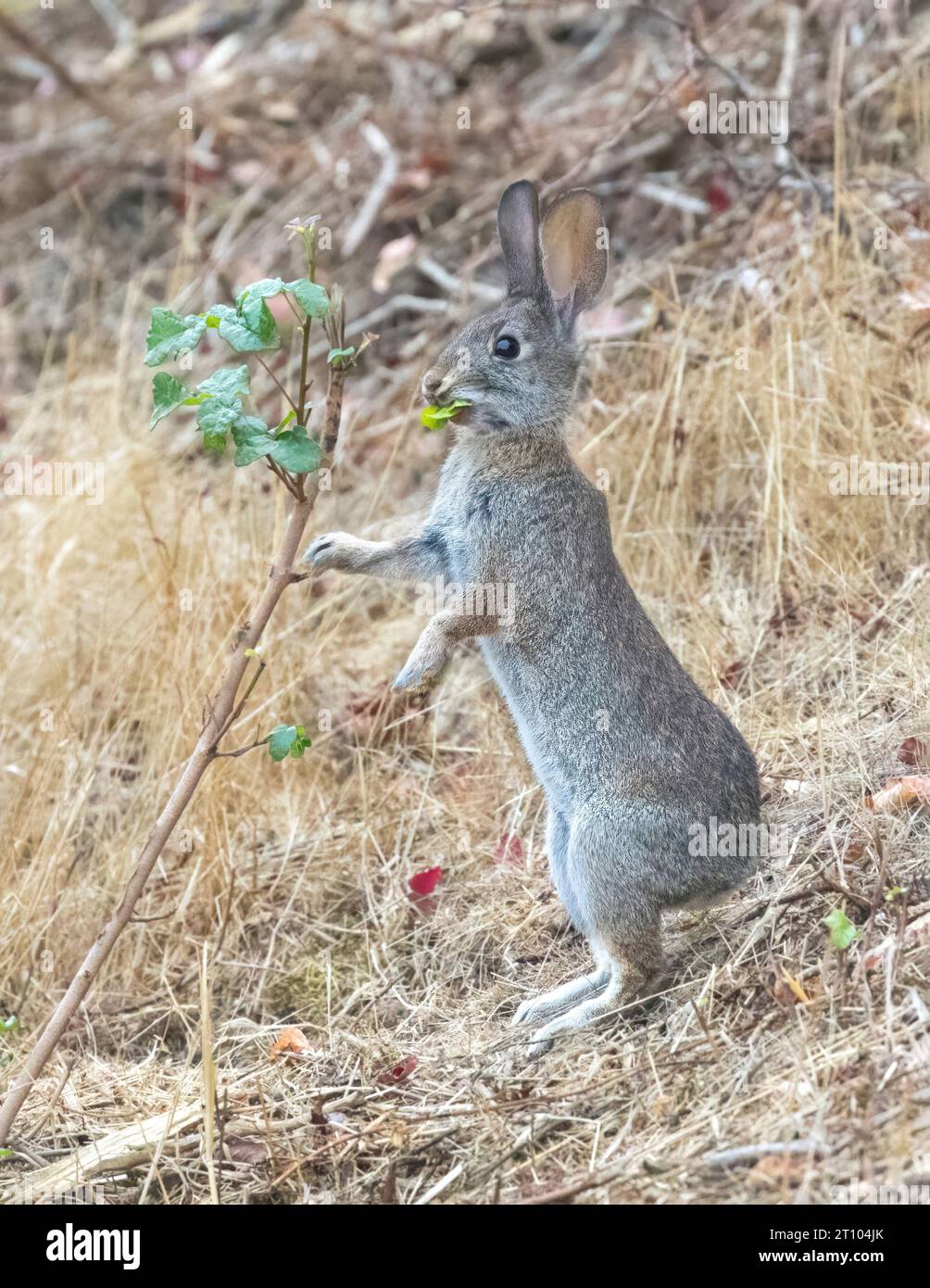 Eastern Cottontail Rabbit Eating Pacific Poison Oak. Wildlife aren't ...
