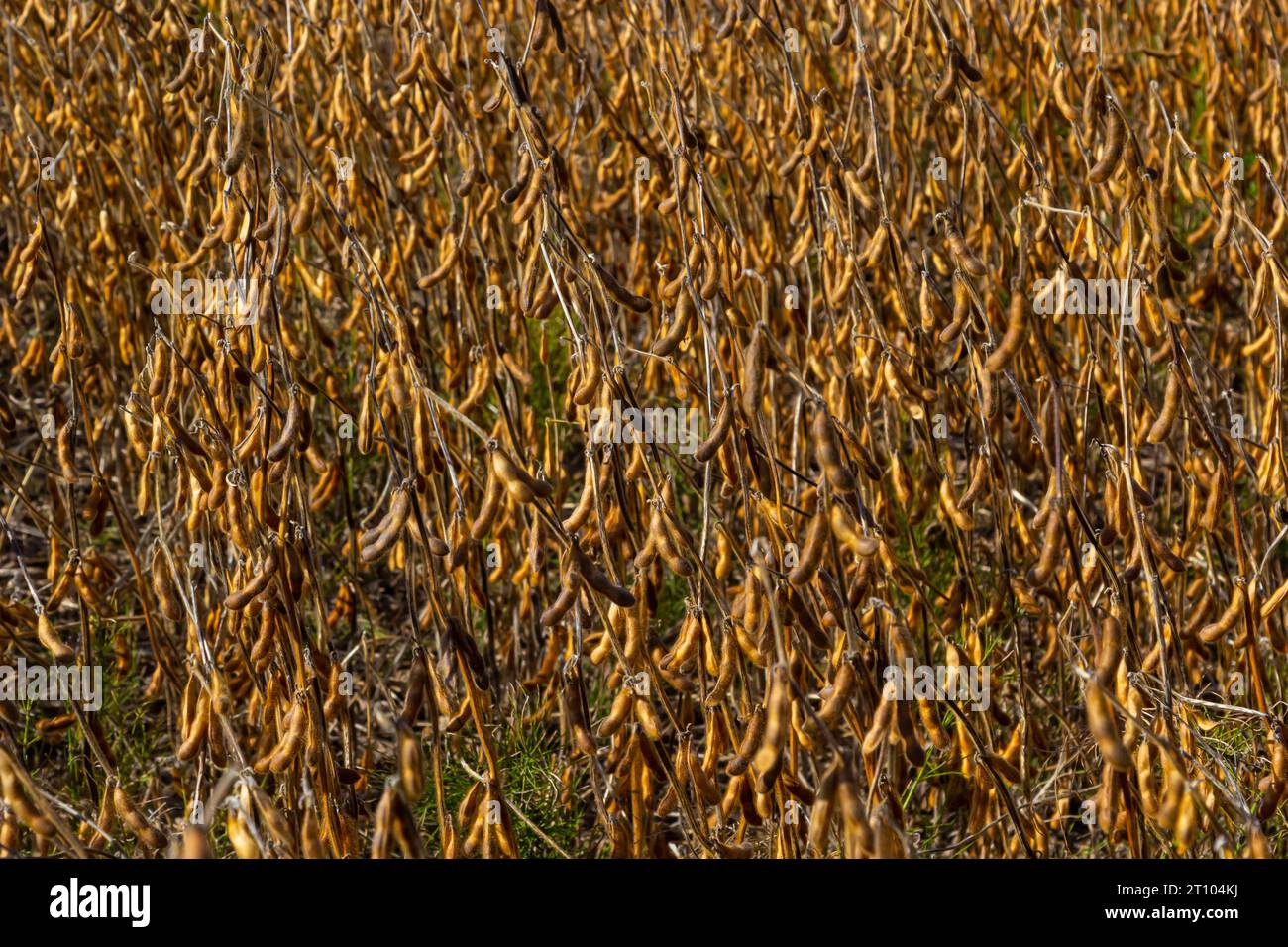Soybean fields. Ripe golden-yellow soybean pods at sunset. Soybean ...