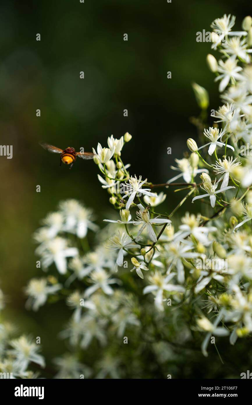 big yellow wasp flying around white jasmin flowers Stock Photo - Alamy