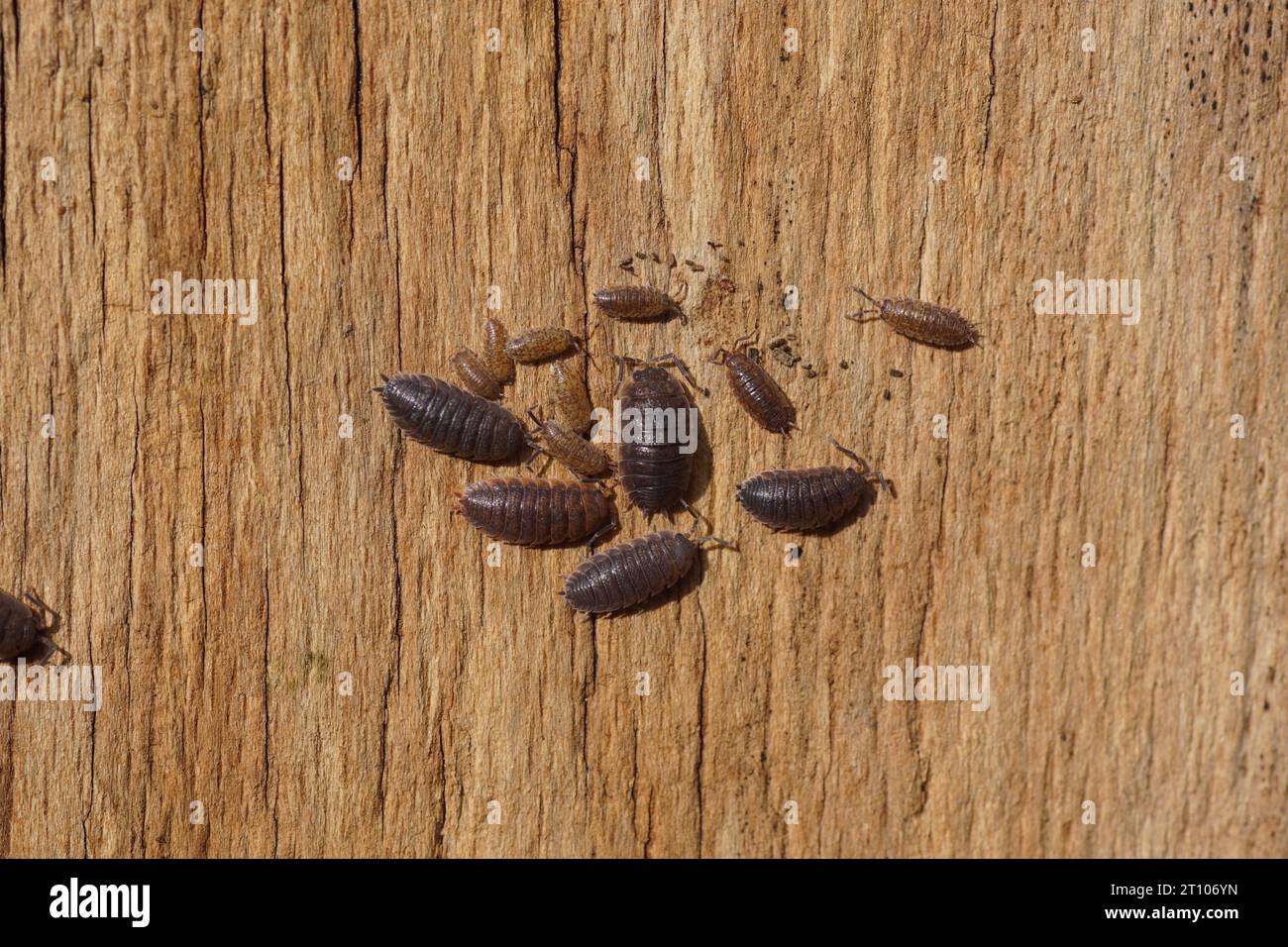 Common rough woodlice, rough woodlouse (Porcellio scaber), family ...