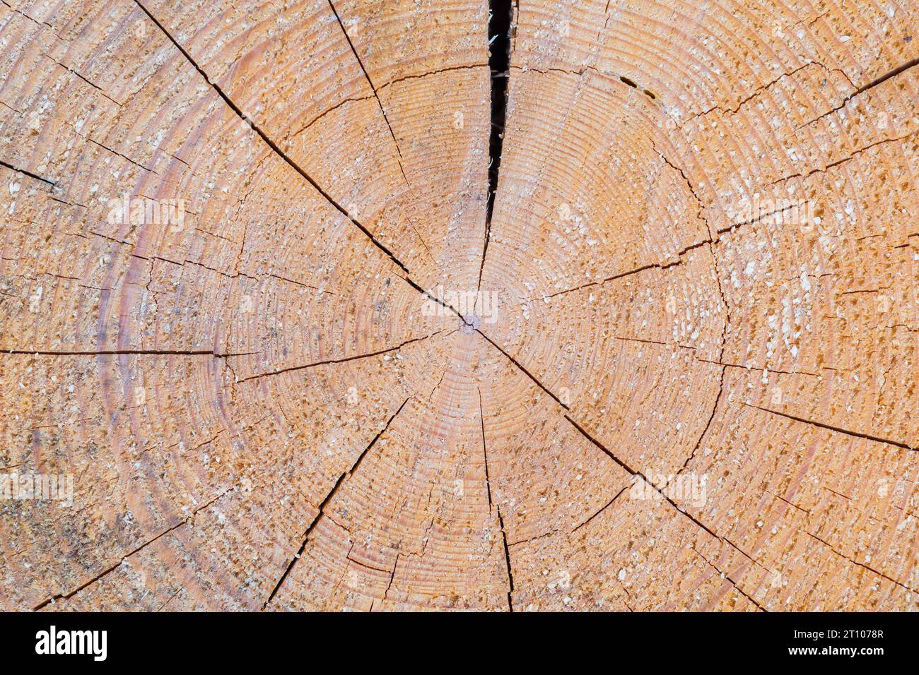 Old wood log texture background Stock Photo - Alamy