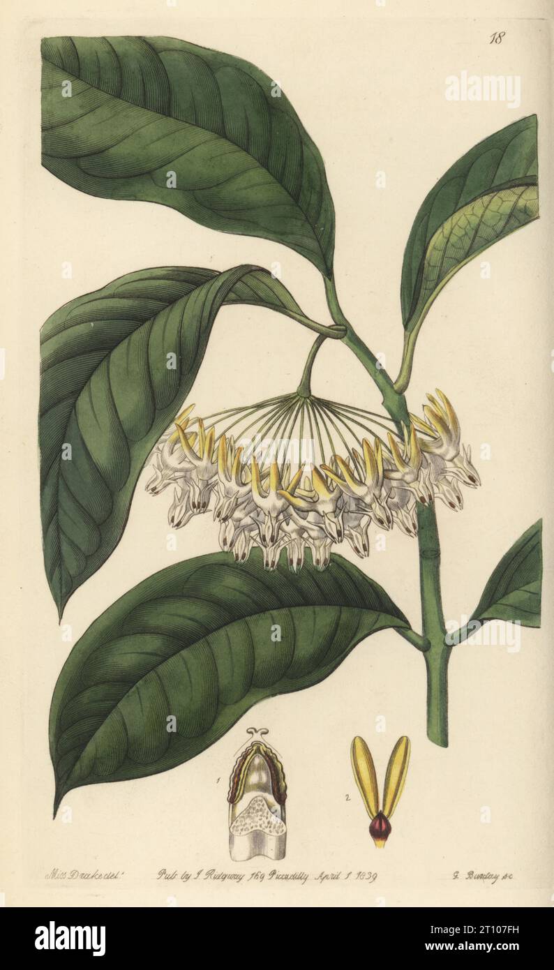 Waxplant, waxvine, waxflower, or thick-leaved hoya, Hoya coriacea ...