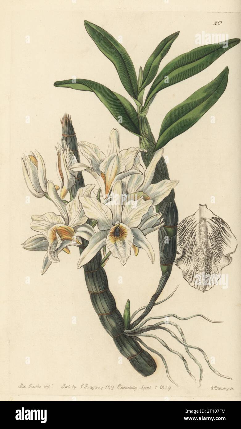 Dendrobium heterocarpum or Jan Dao Chun Shi Hu, species of orchid ...