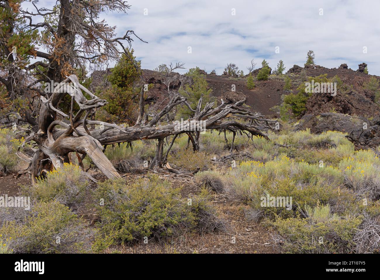 Scoria field with fallen tree in the Craters of the Moon National ...